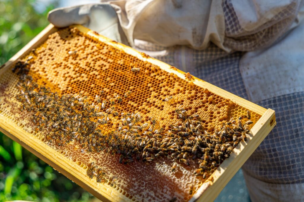 Oahu Bee Farm Tour & Honey Tasting - $110 - Waikiki Adventures
